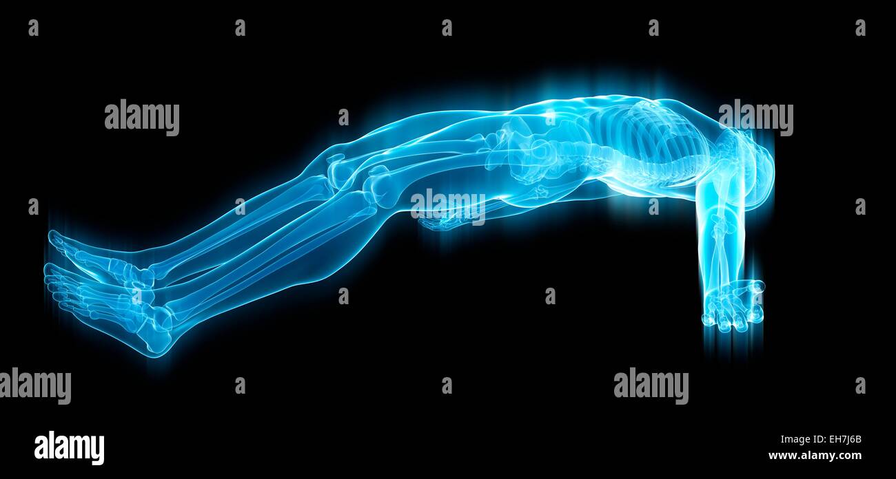Human anatomy illustration lying down hi-res stock photography and ...