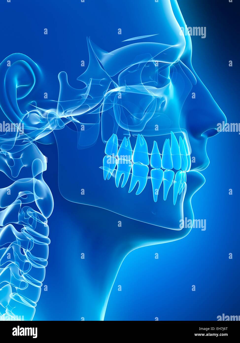 Human skull, illustration Stock Photo - Alamy
