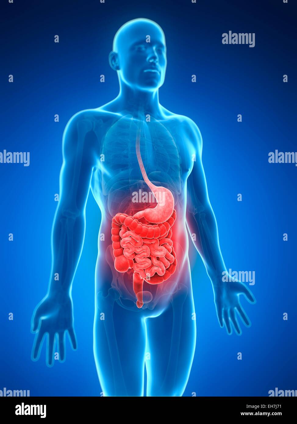 Human intestine pain, illustration Stock Photo - Alamy