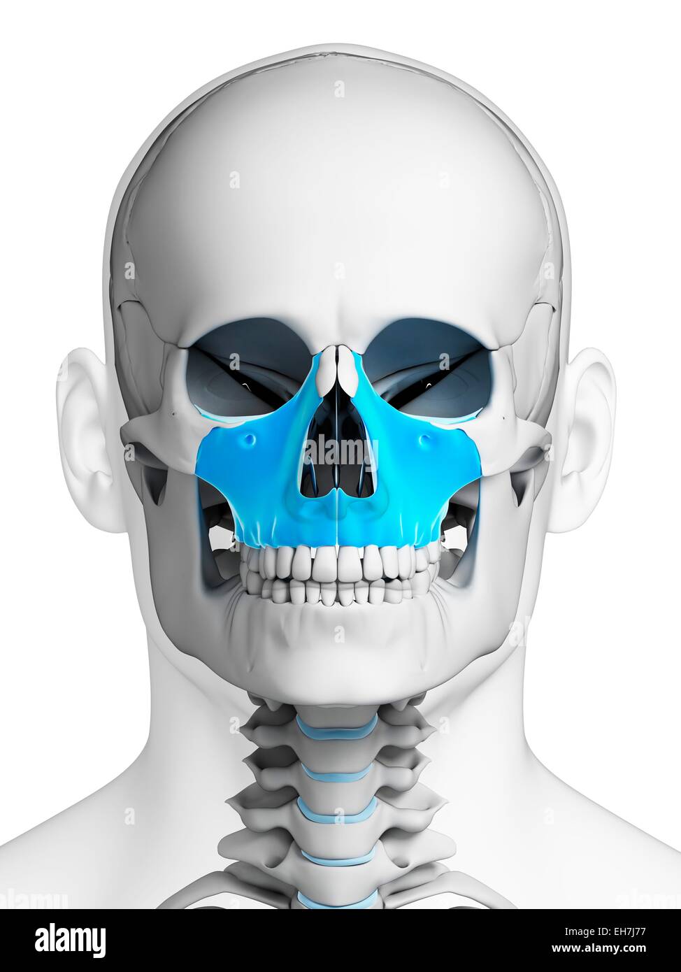 Human skull, illustration Stock Photo - Alamy