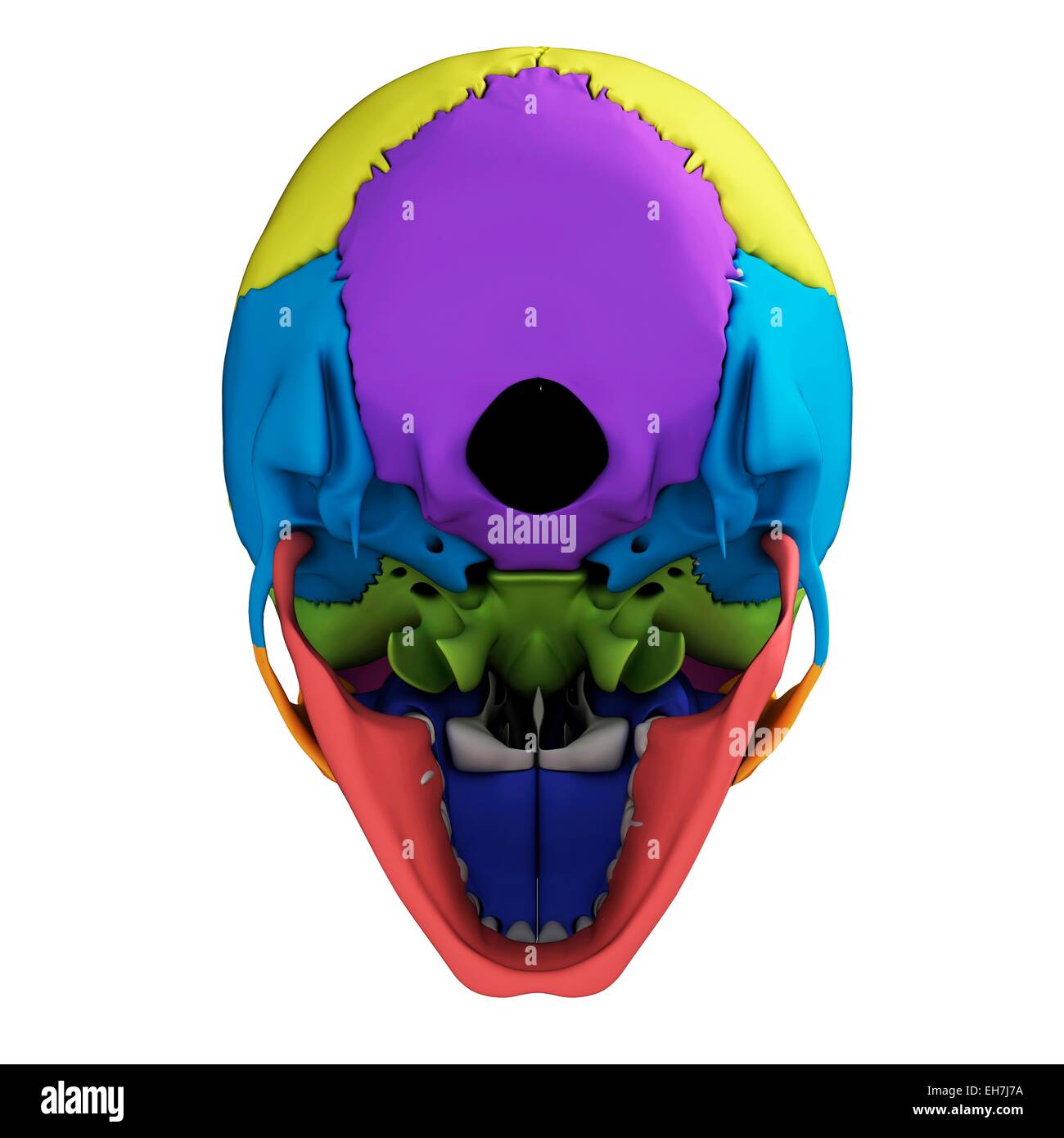 Human skull anatomy, illustration Stock Photo - Alamy