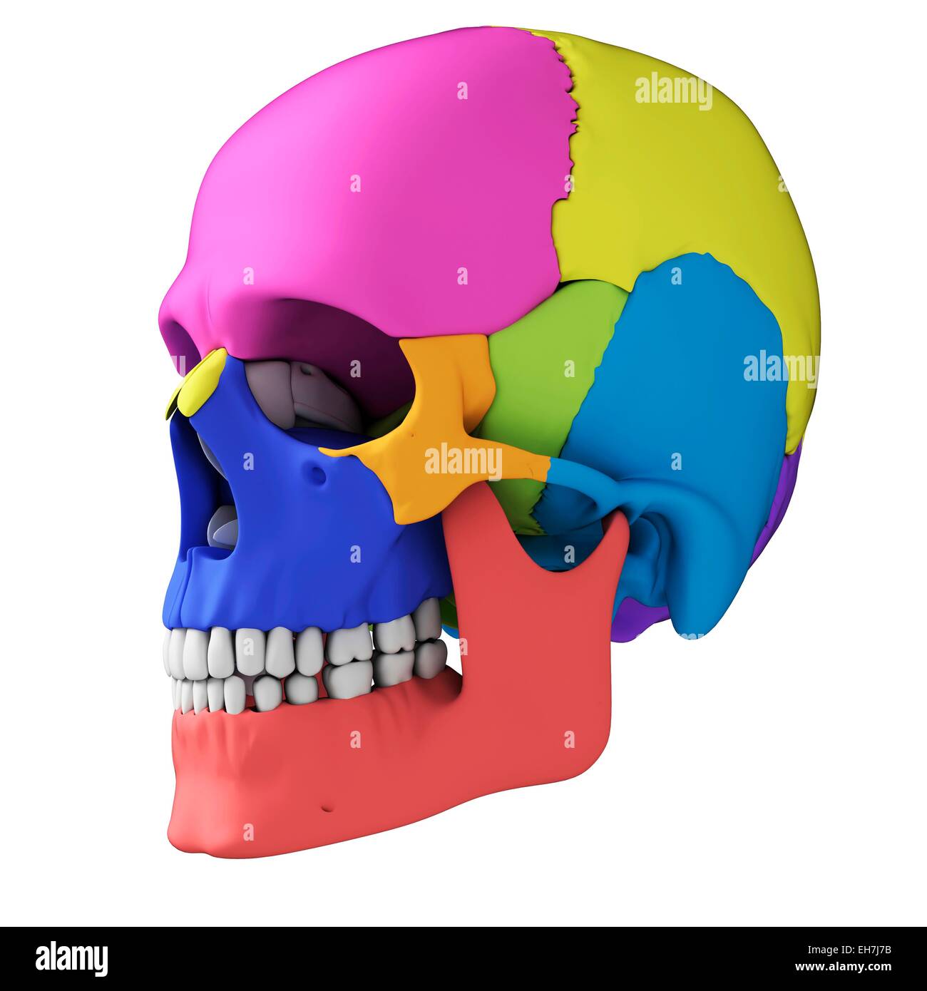 Skull anatomy hi-res stock photography and images - Alamy