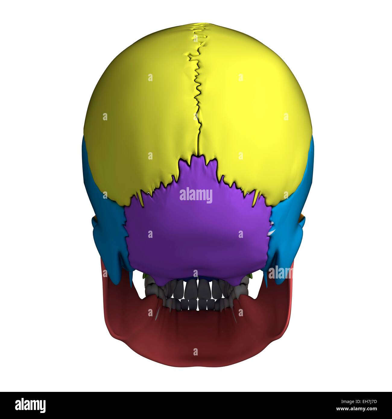 Anatomy human skull rear view hi-res stock photography and images - Alamy
