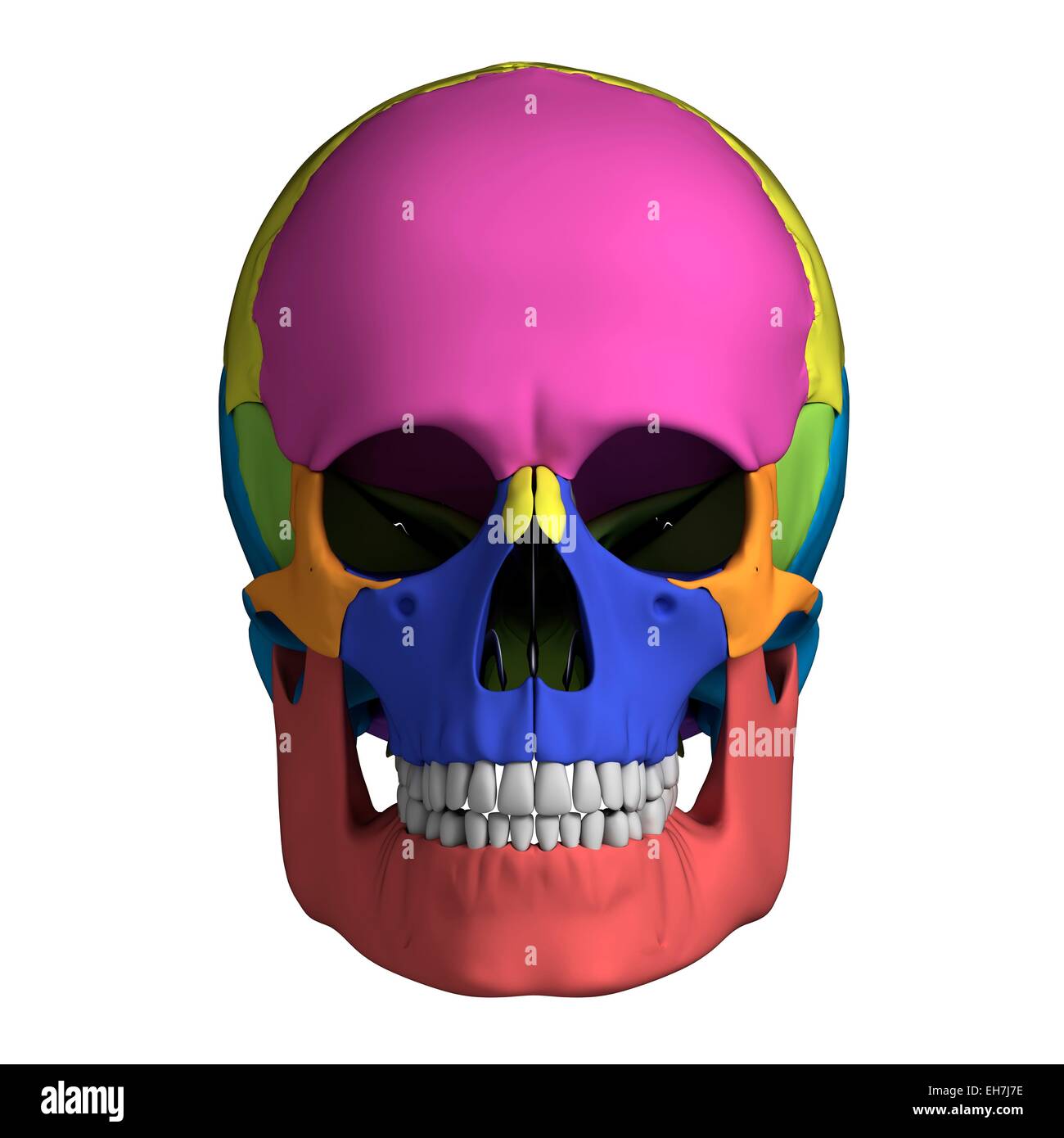 Human skull anatomy, illustration Stock Photo - Alamy