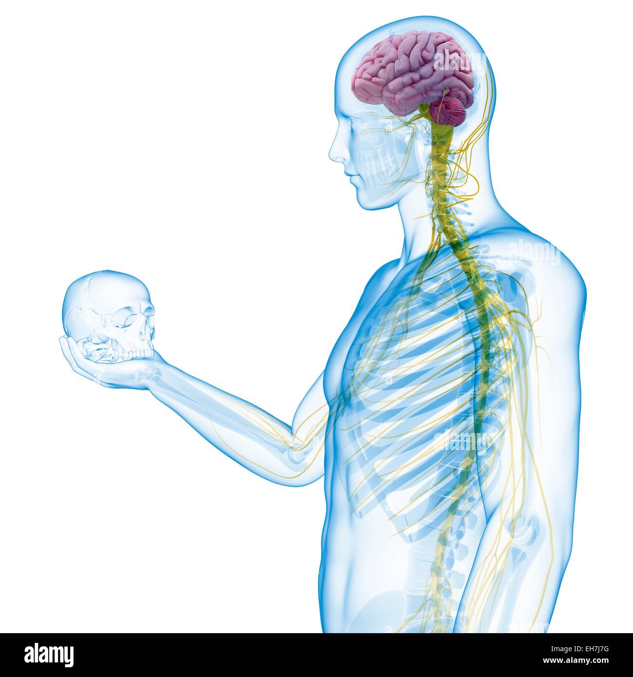 Person holding human skull, illustration Stock Photo - Alamy