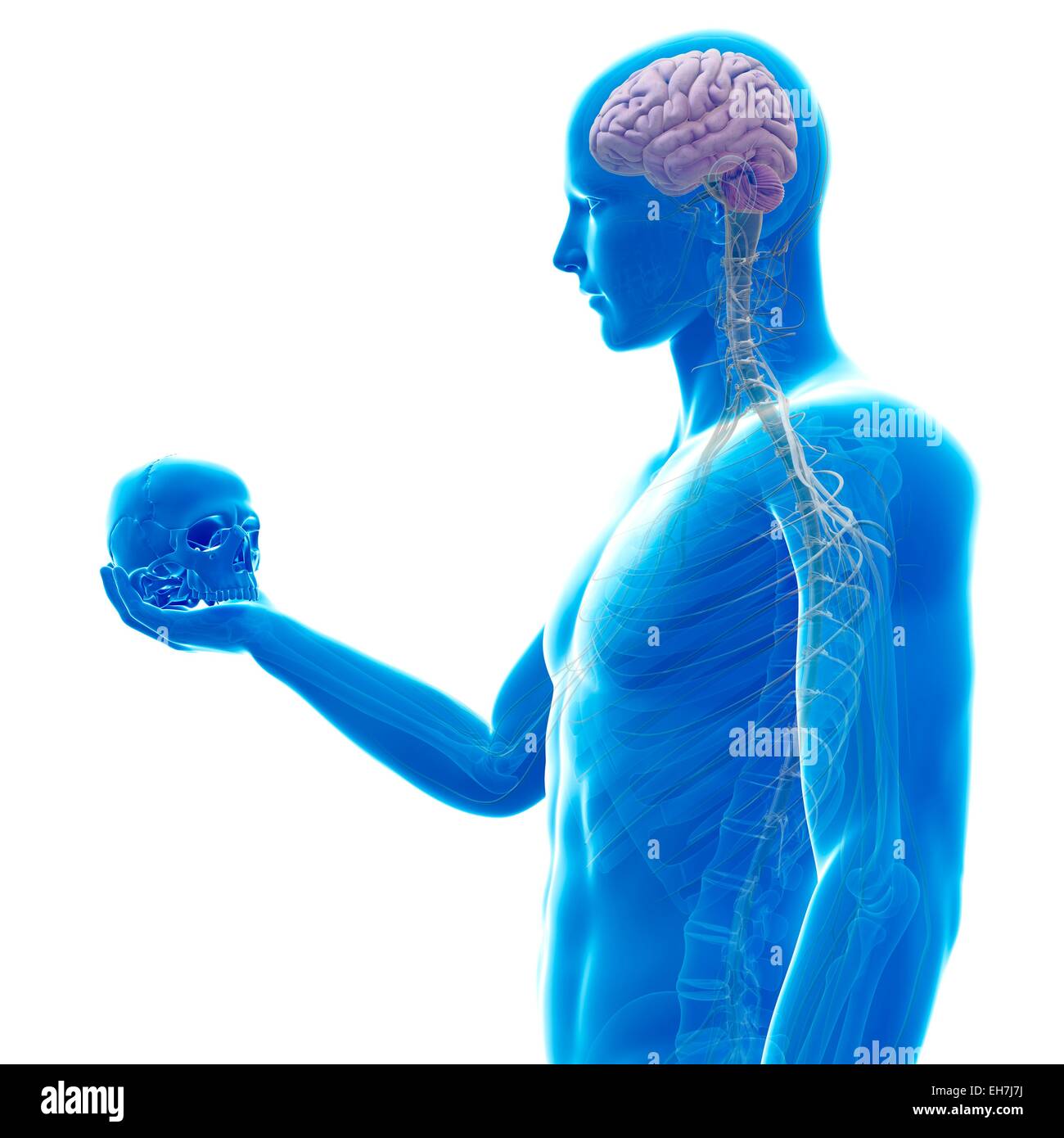 Person holding human skull, illustration Stock Photo - Alamy