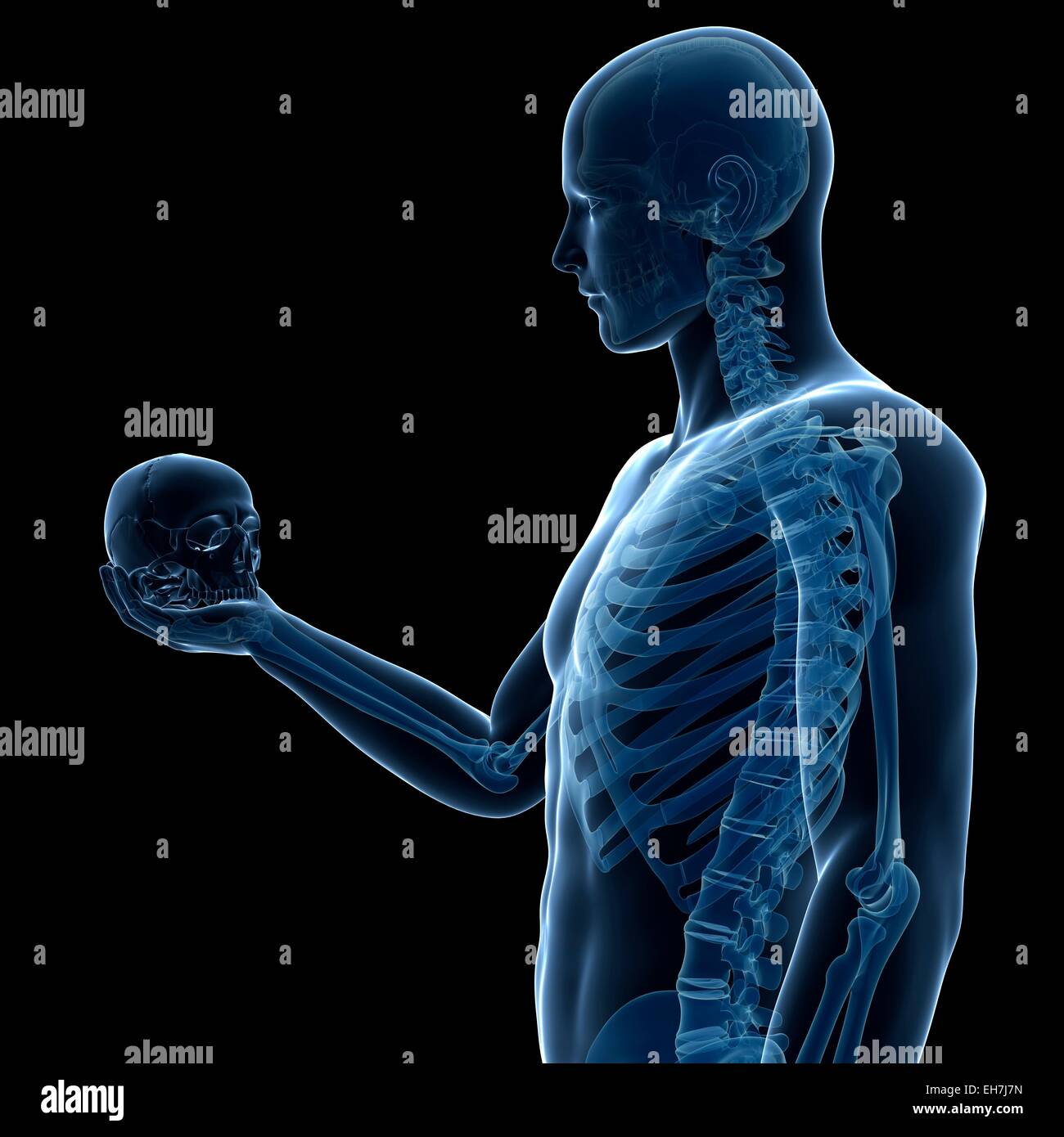 Person holding human skull, illustration Stock Photo - Alamy