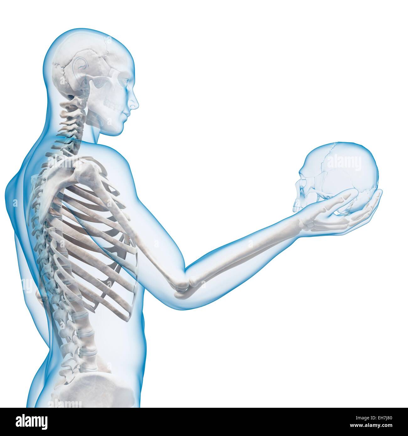 Person holding human skull, illustration Stock Photo - Alamy