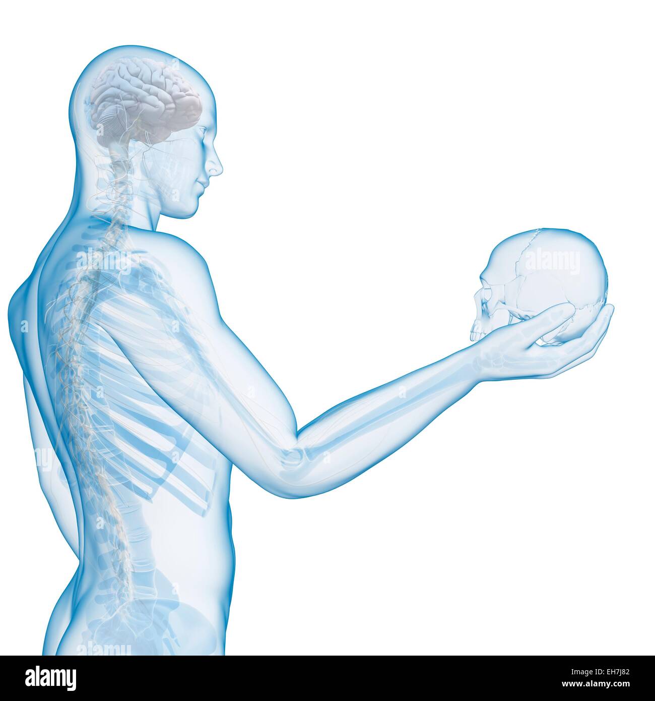 Person holding human skull, illustration Stock Photo - Alamy