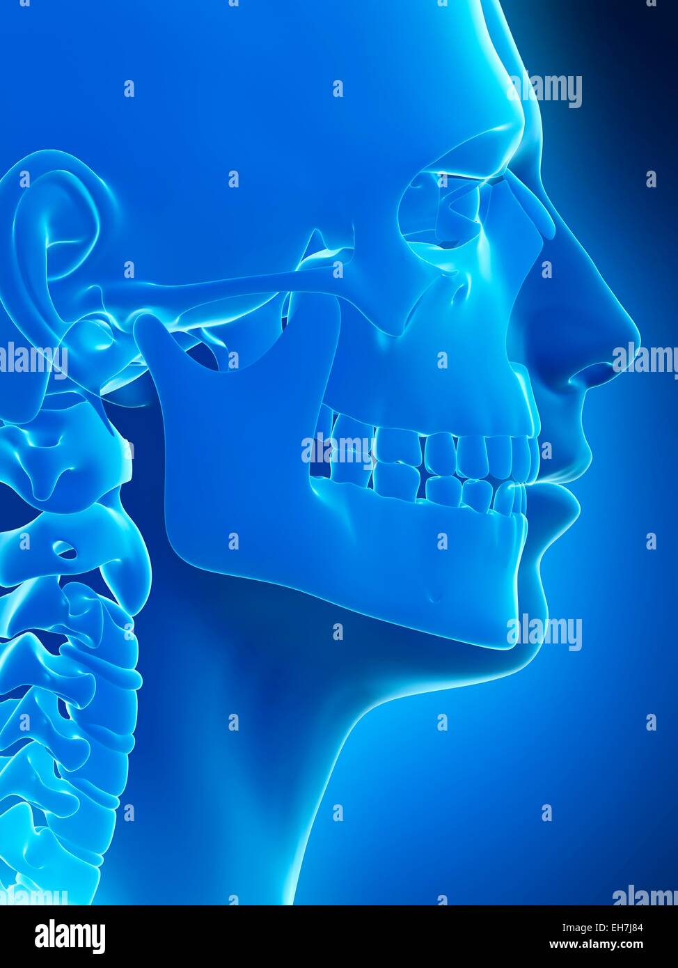 Human skull, illustration Stock Photo - Alamy
