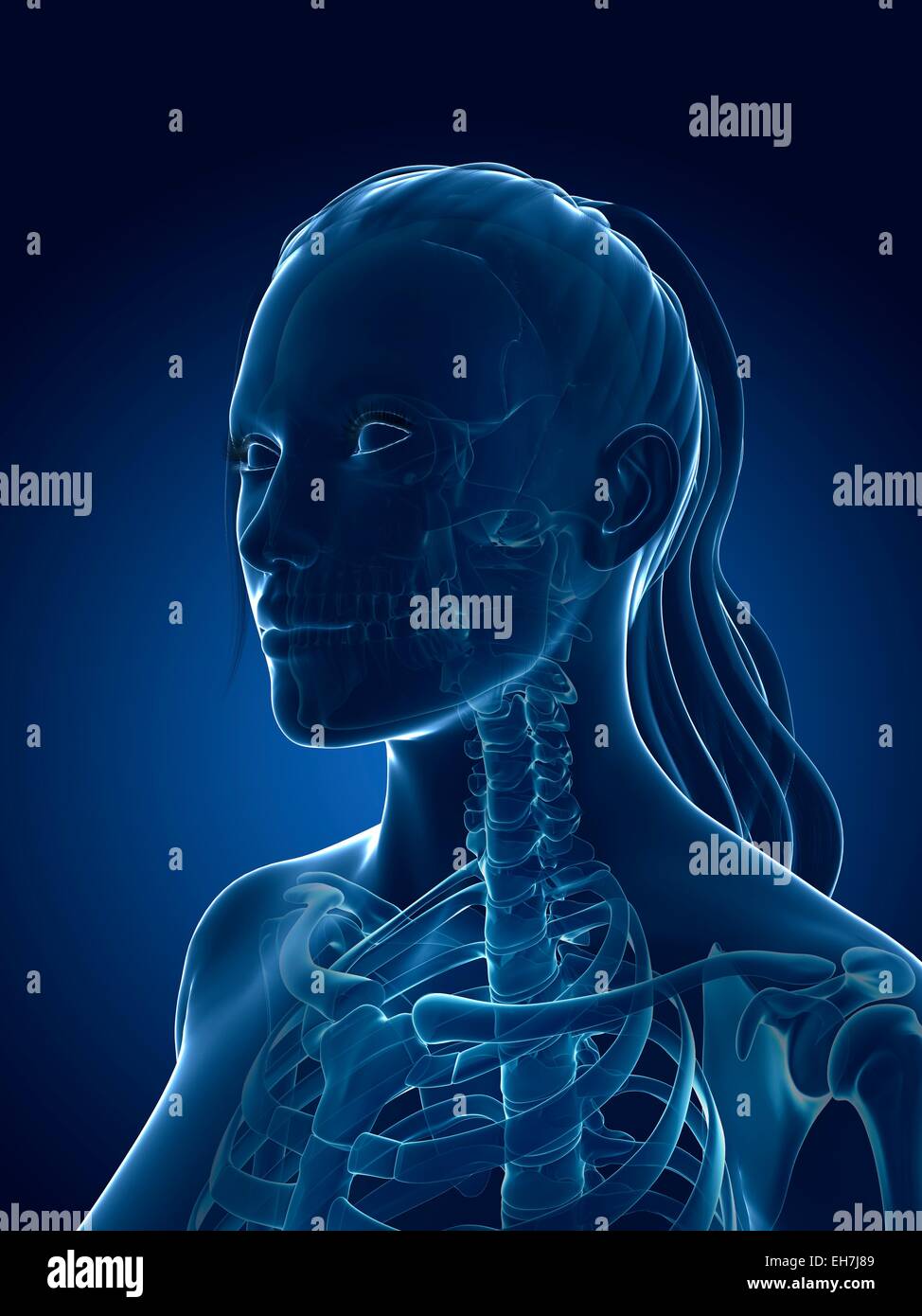 Human Skeletal System Illustration Stock Photo Alamy