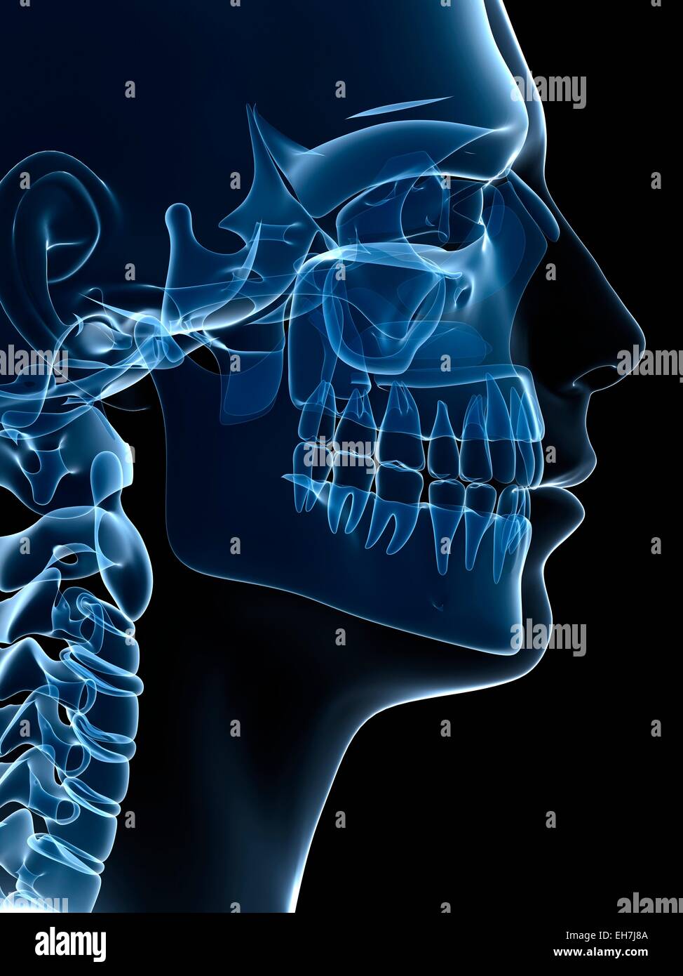 Human skull, illustration Stock Photo - Alamy