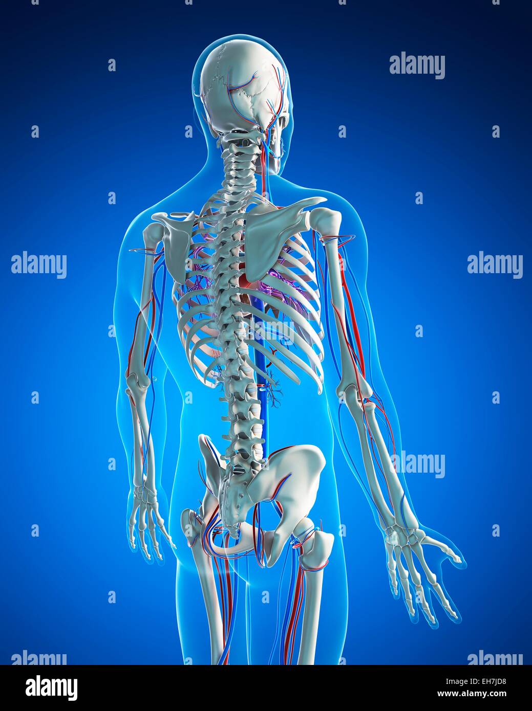 Human vascular system, illustration Stock Photo - Alamy