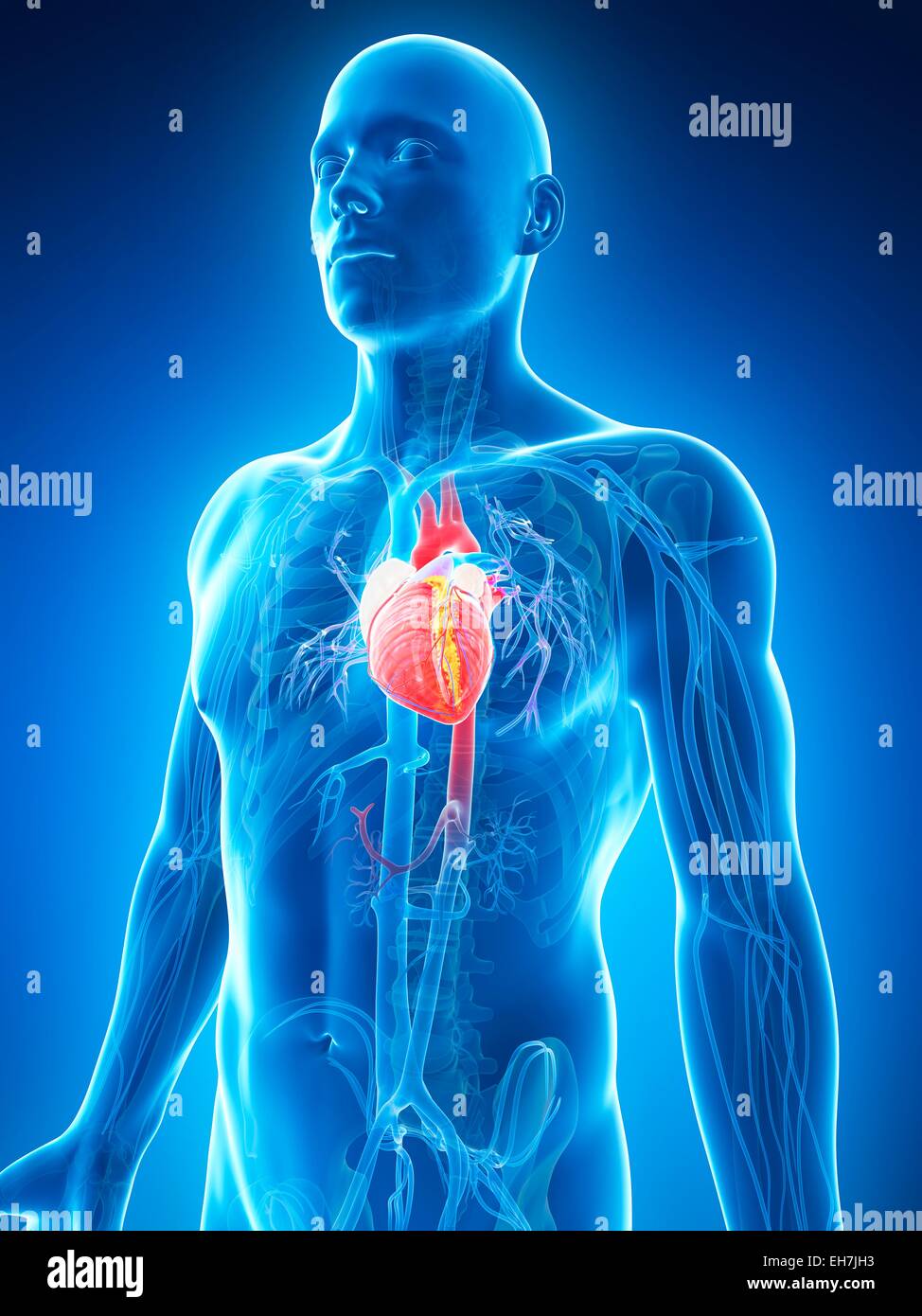 Human heart, illustration Stock Photo - Alamy