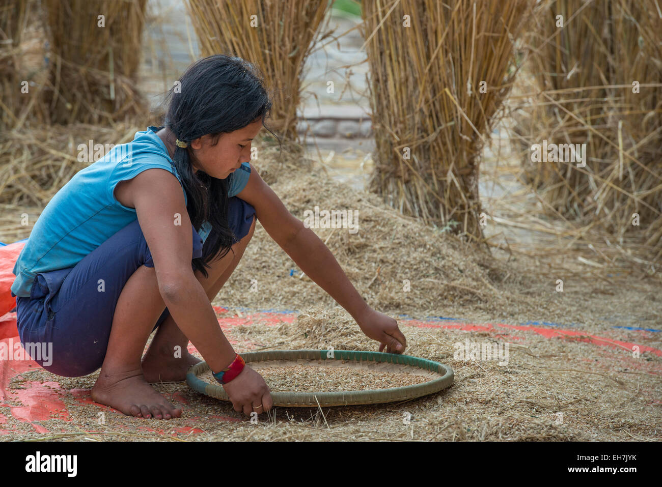 Sifting Wheat High Resolution Stock Photography and Images - Alamy