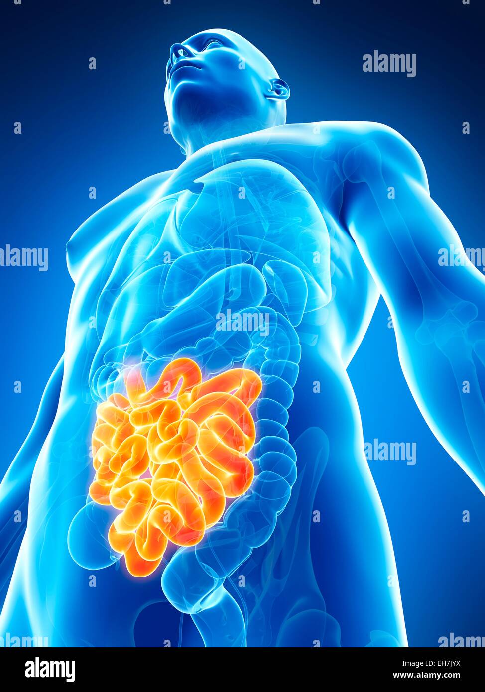Human small intestine, illustration Stock Photo - Alamy