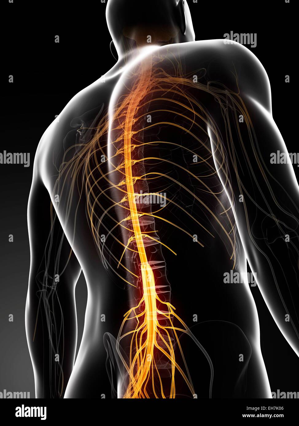 Human spinal cord, illustration Stock Photo - Alamy
