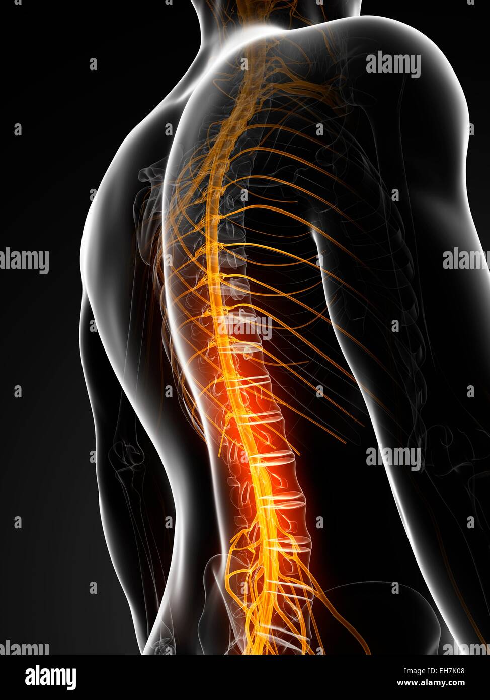 Human Spinal Cord High Resolution Stock Photography and Images - Alamy