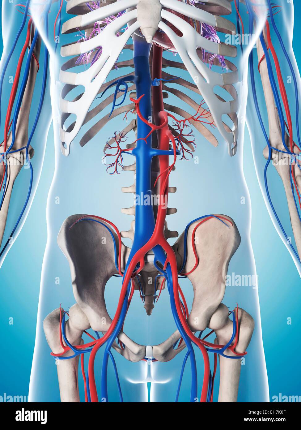 Human vascular system, illustration Stock Photo - Alamy