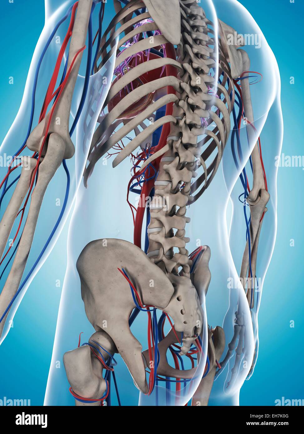 Human vascular system, illustration Stock Photo - Alamy