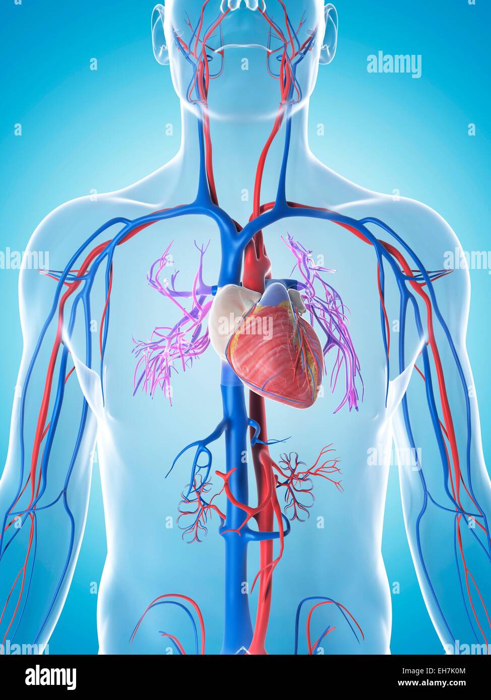 Human cardiovascular system, illustration Stock Photo - Alamy