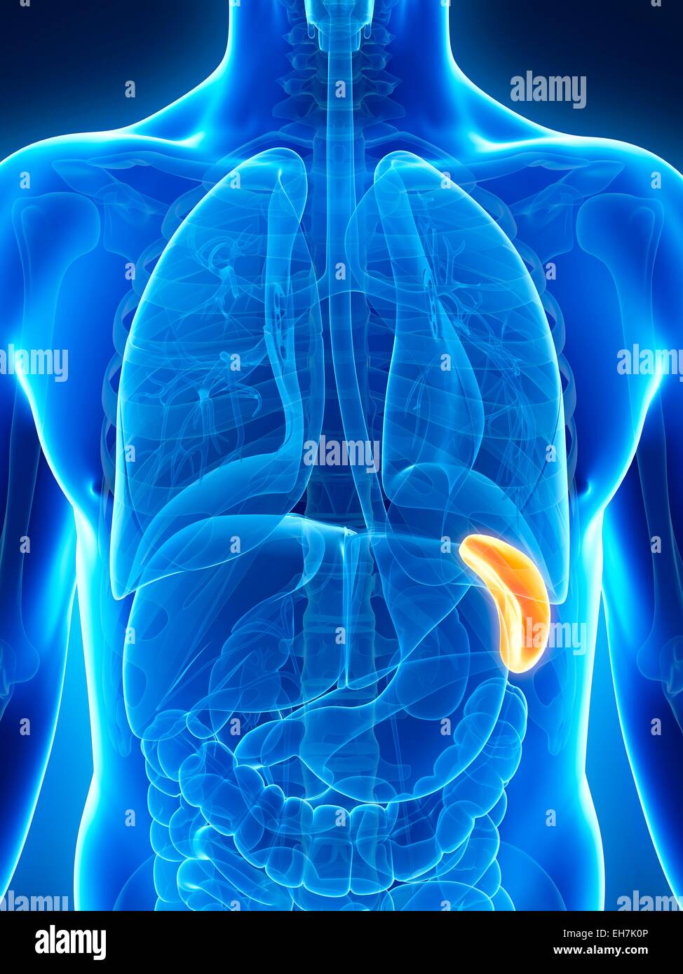 Human spleen, illustration Stock Photo - Alamy