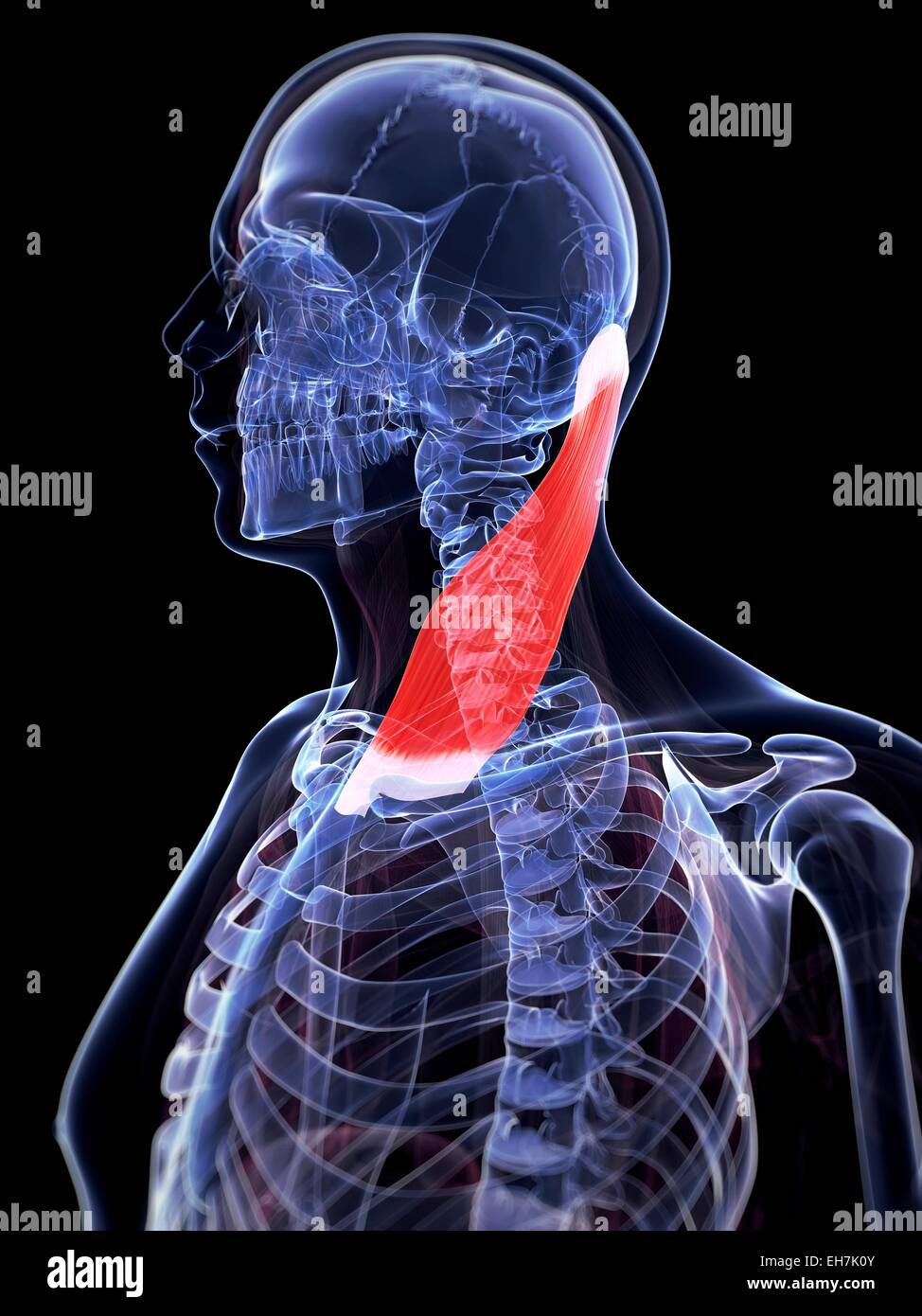 Sternocleidomastoid Muscle High Resolution Stock Photography and Images ...