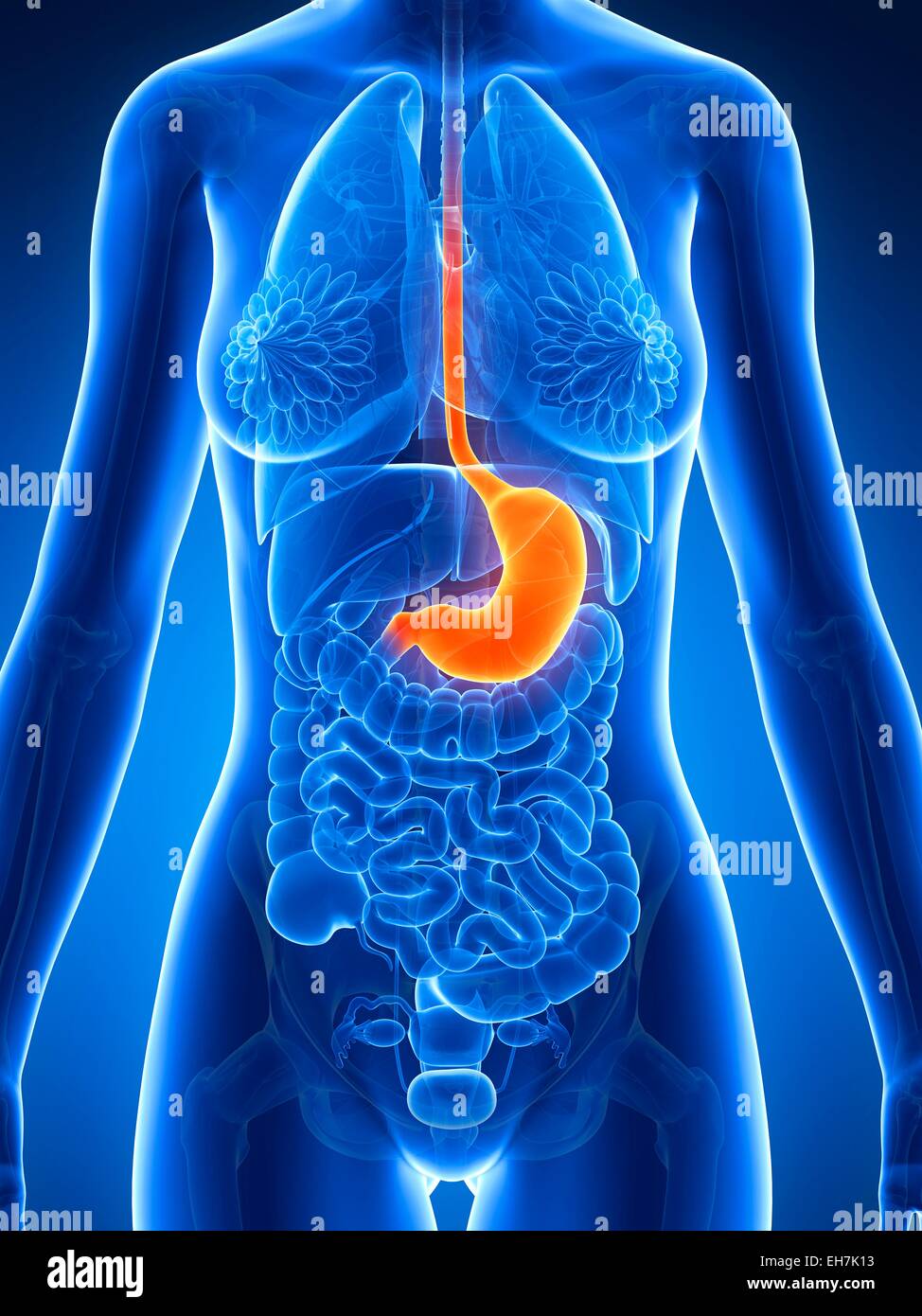 Female stomach and oesophagus hi-res stock photography and images - Alamy