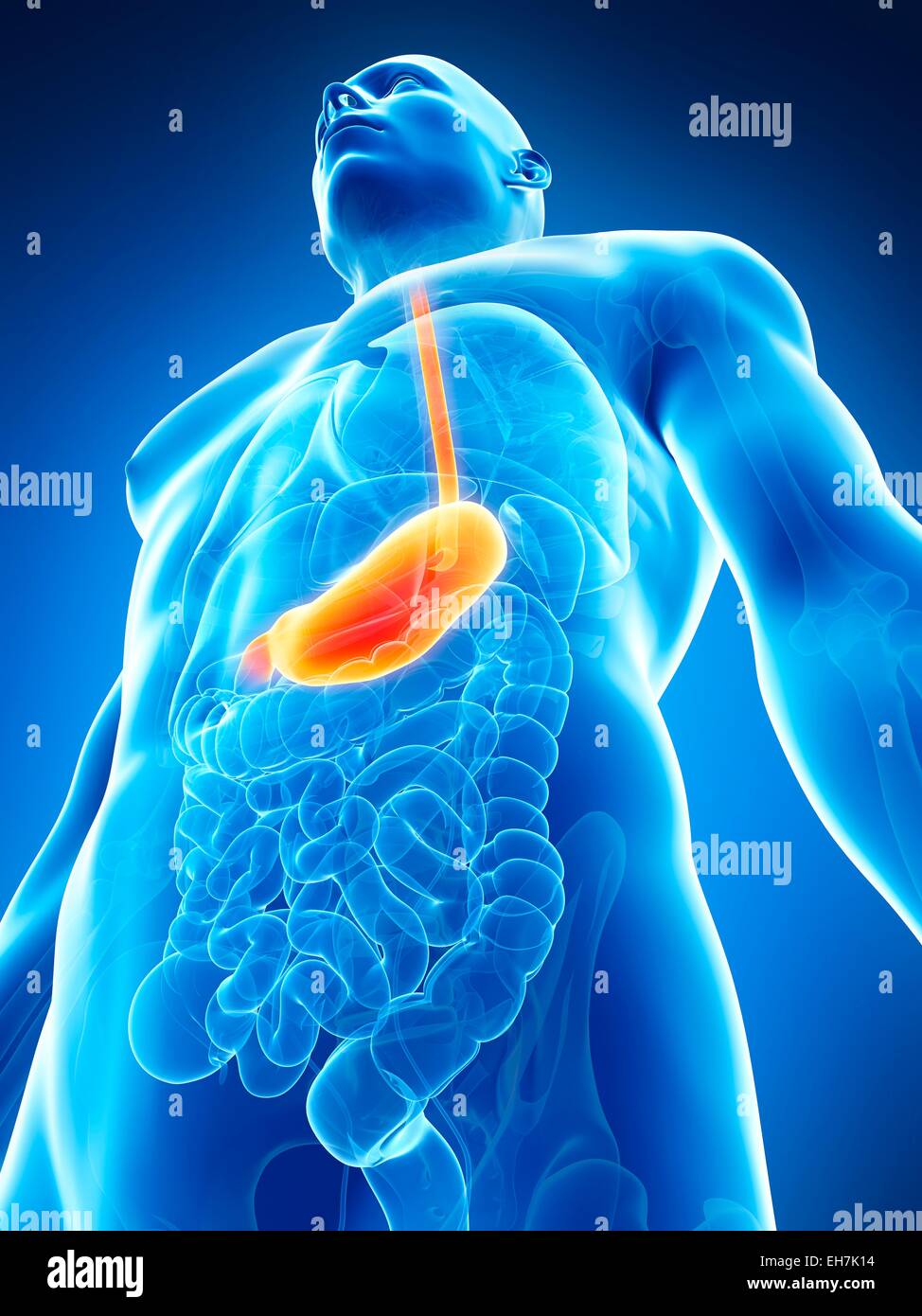 Human stomach, illustration Stock Photo - Alamy