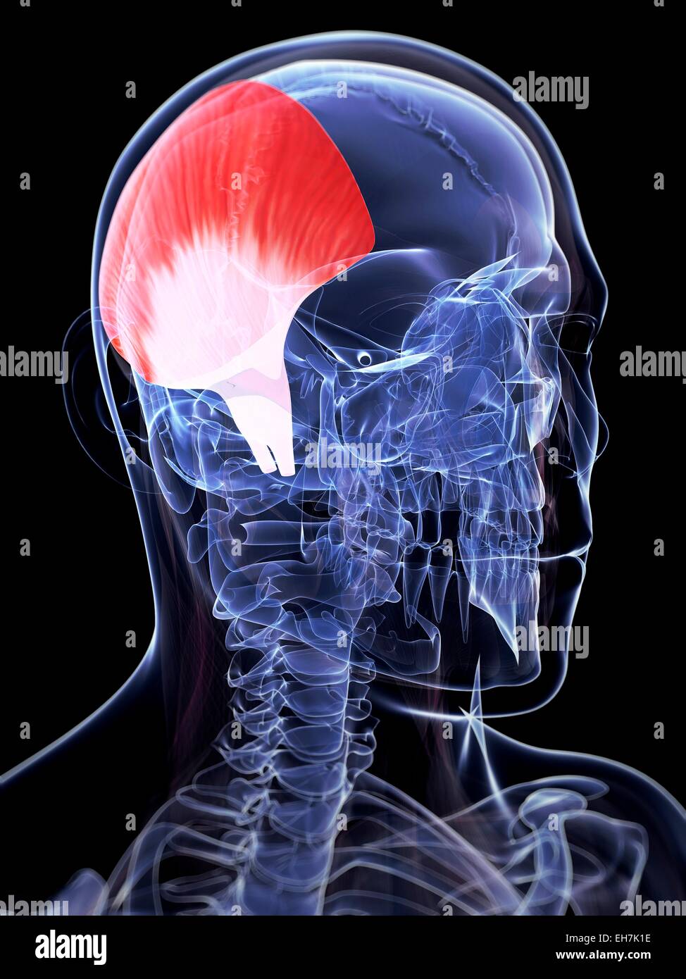 Human head muscle, illustration Stock Photo - Alamy