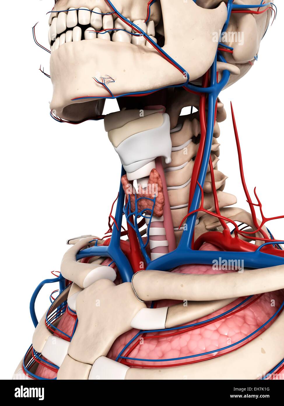 Human neck anatomy, illustration Stock Photo - Alamy