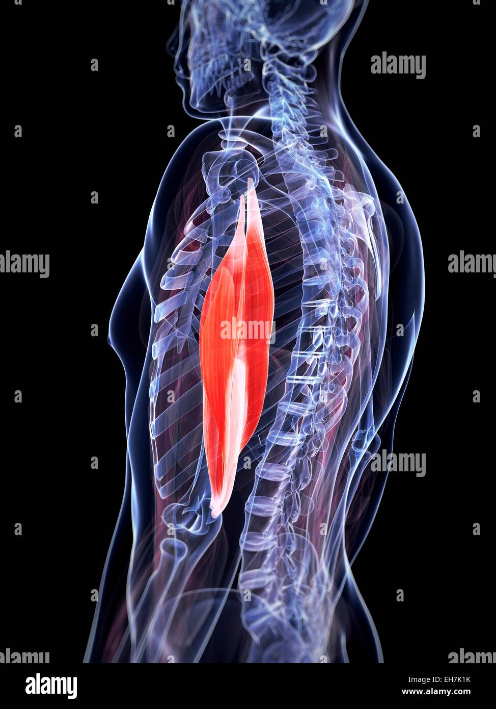 Human triceps, illustration Stock Photo - Alamy