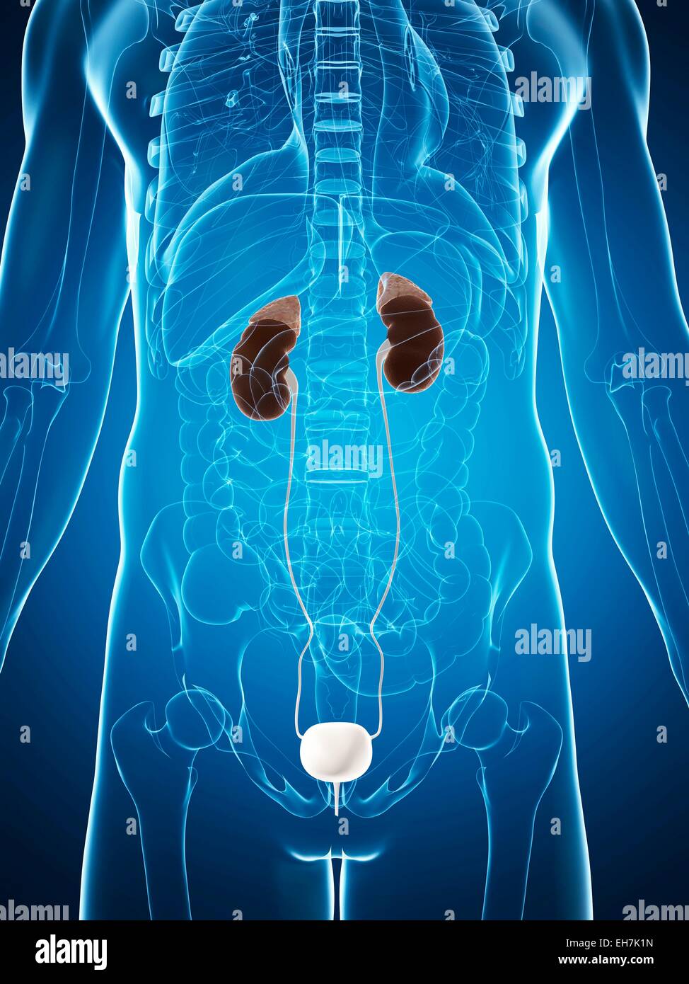 Human urinary system, illustration Stock Photo - Alamy