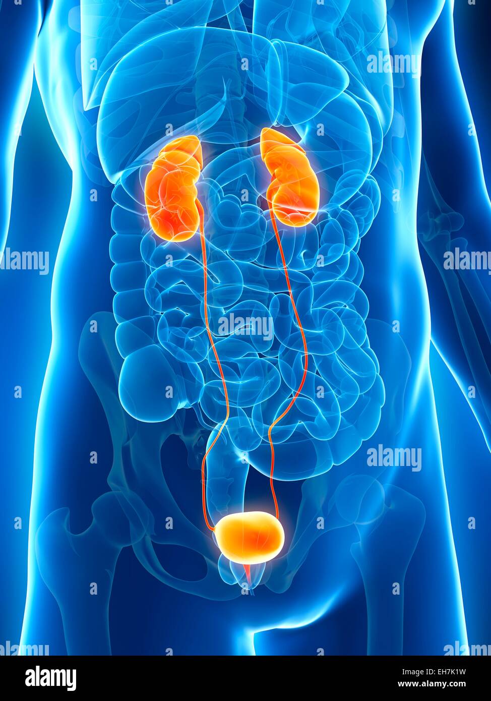 Human urinary system, illustration Stock Photo - Alamy