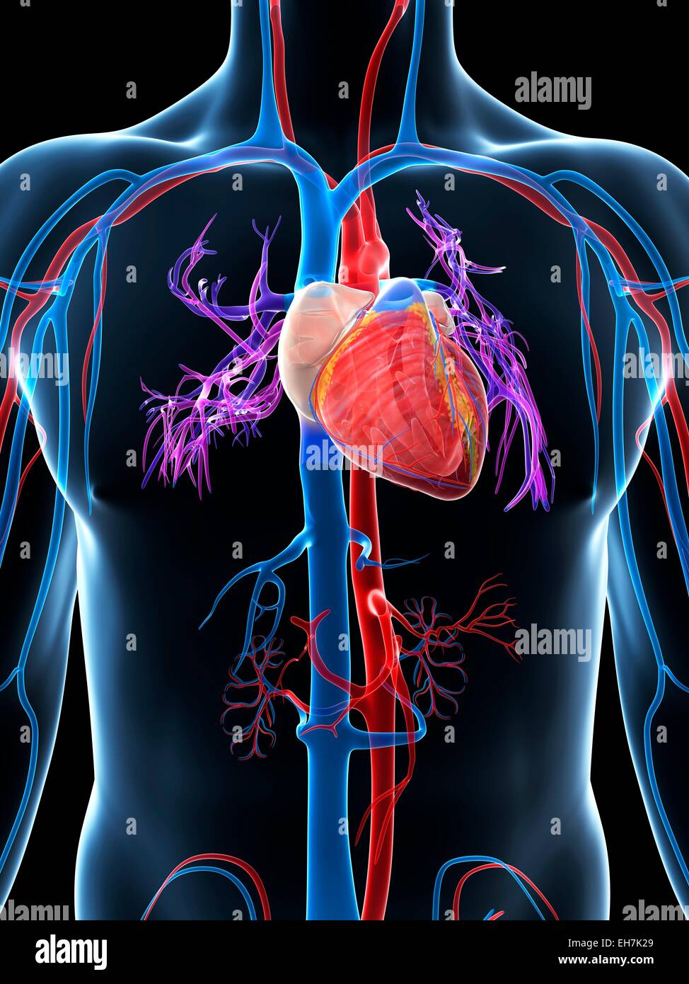 Human cardiovascular system, illustration Stock Photo - Alamy