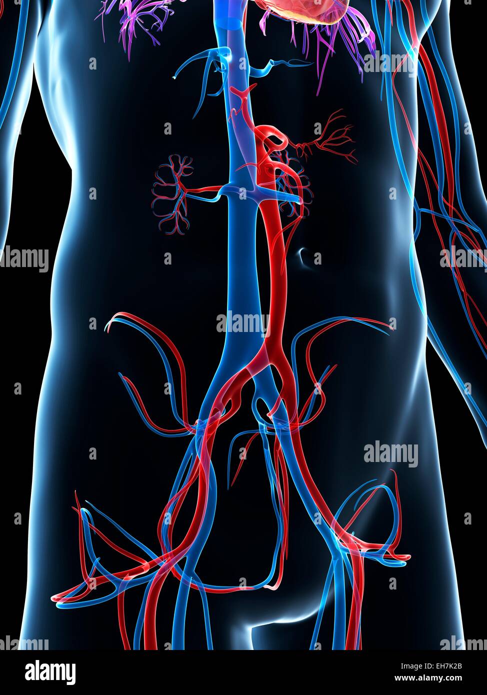 Human vascular system, illustration Stock Photo - Alamy