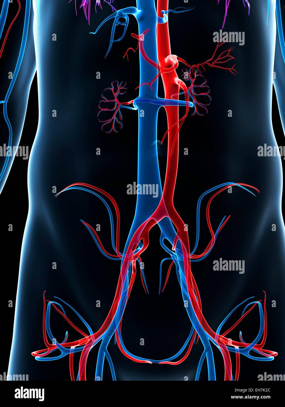 Human vascular system, illustration Stock Photo - Alamy