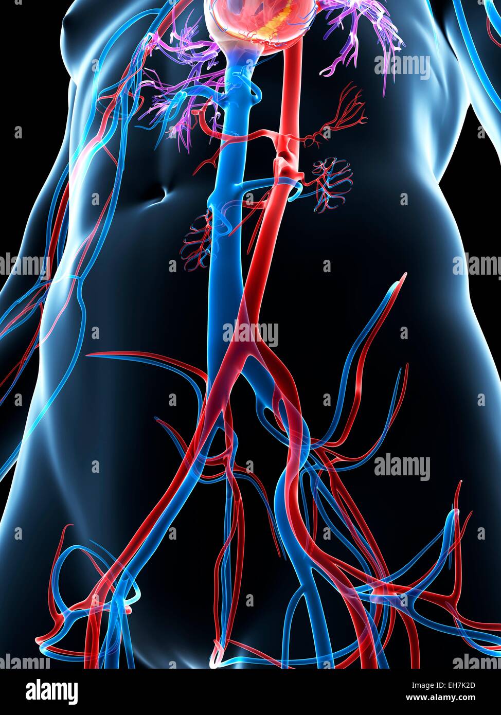Human vascular system, illustration Stock Photo - Alamy