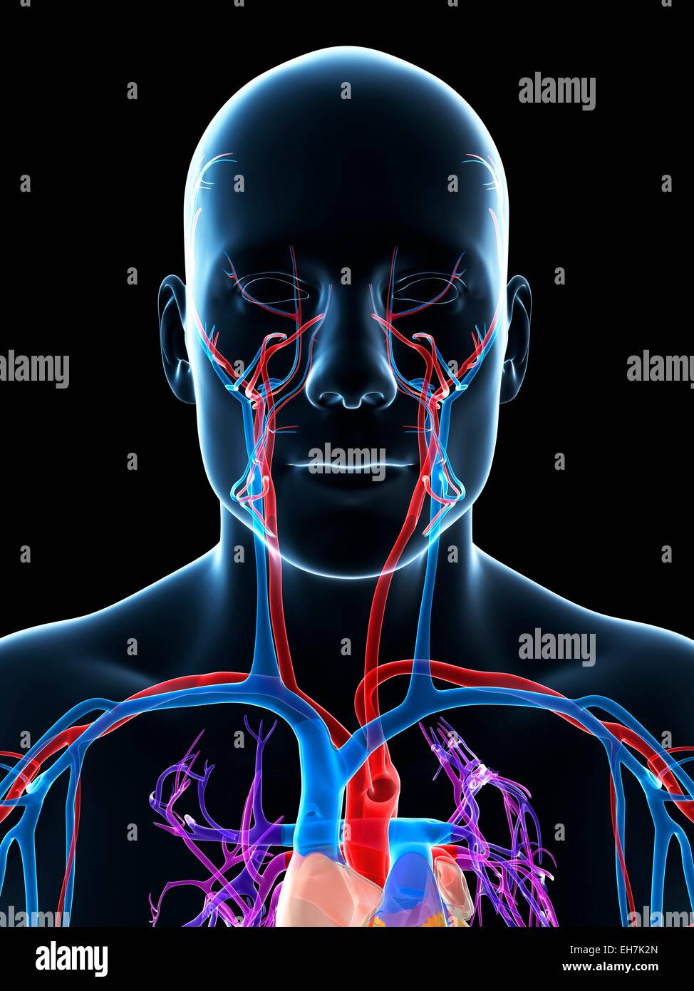 Human vascular system, illustration Stock Photo - Alamy