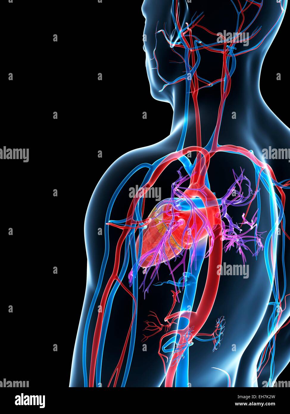 Human cardiovascular system, illustration Stock Photo - Alamy