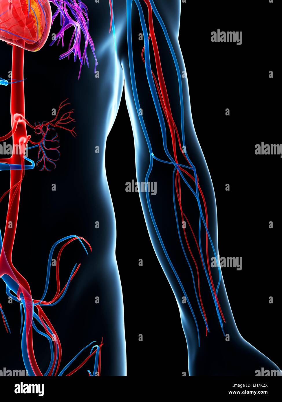 Human vascular system, illustration Stock Photo - Alamy
