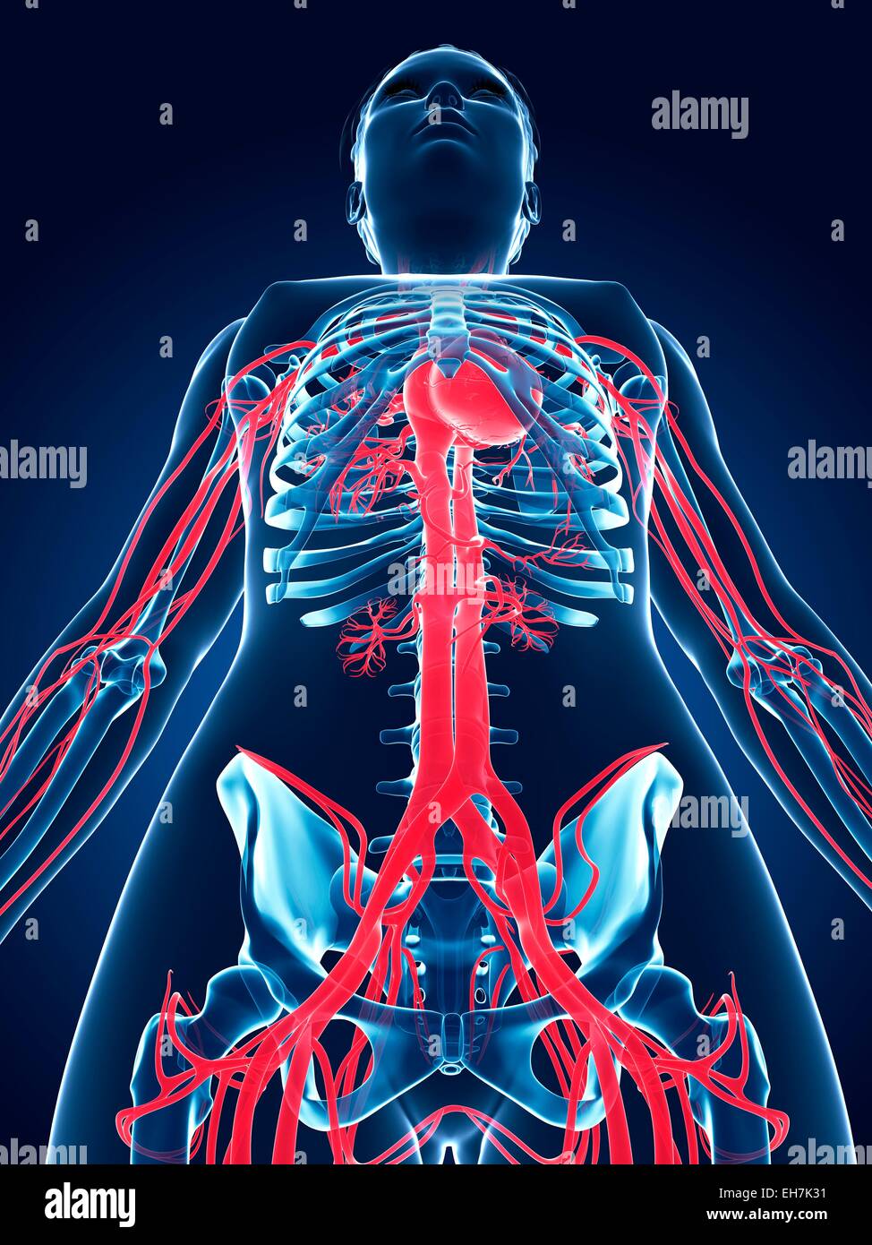 Female vascular system, illustration Stock Photo - Alamy