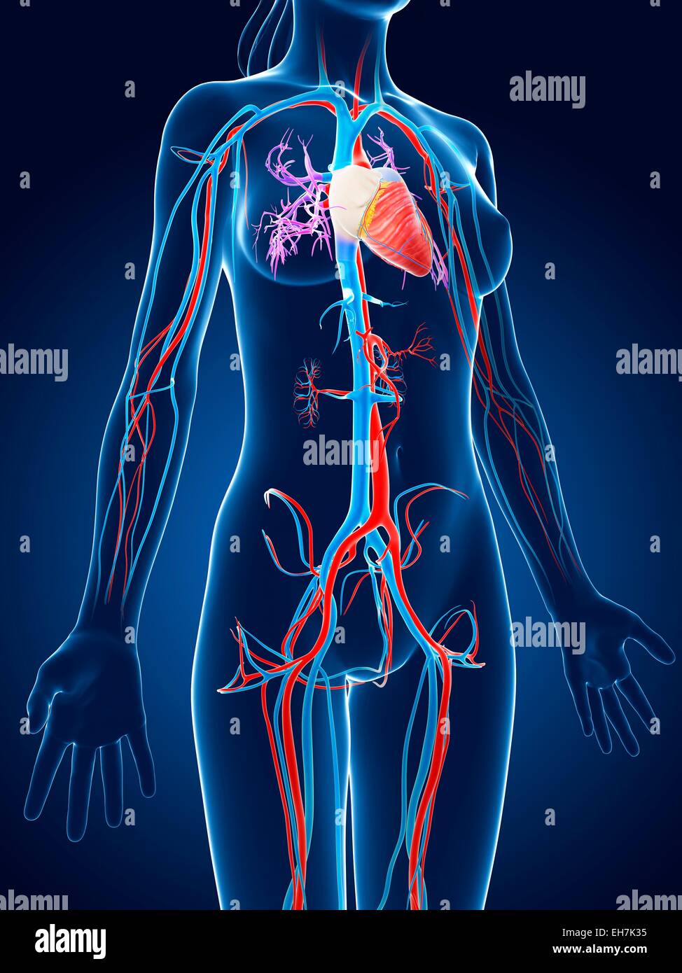 Female cardiovascular system Stock Photo - Alamy