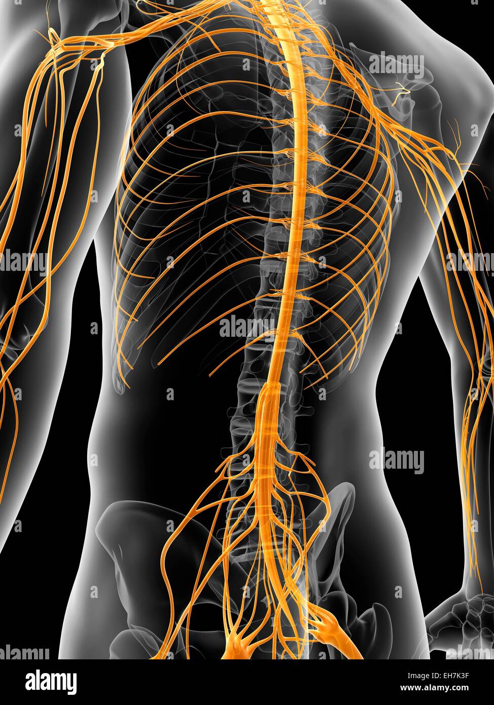 Human nervous system, illustration Stock Photo - Alamy