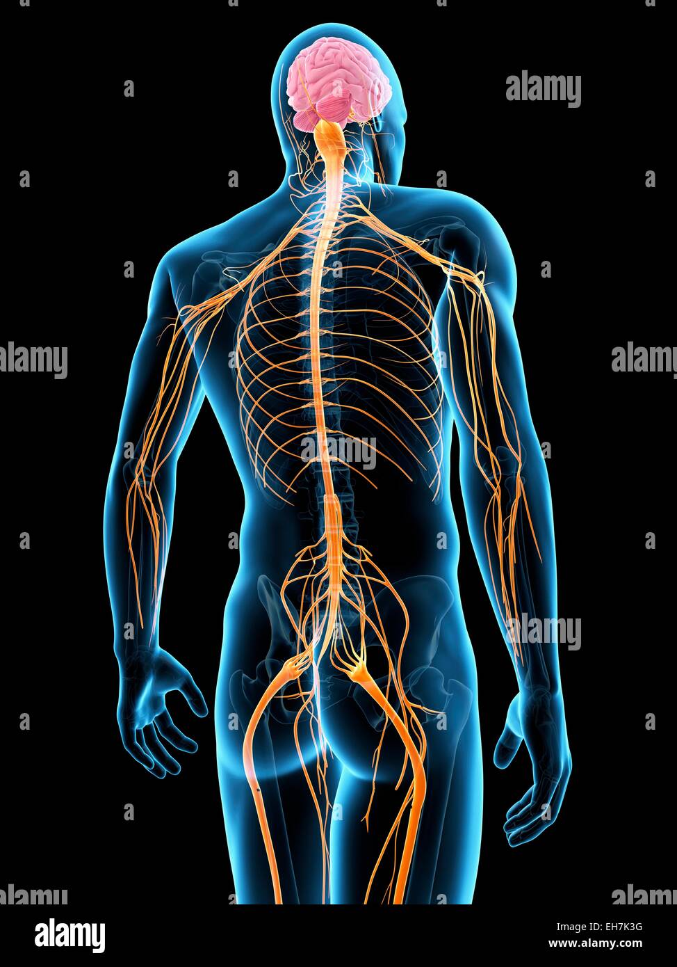 Human nervous system, illustration Stock Photo - Alamy