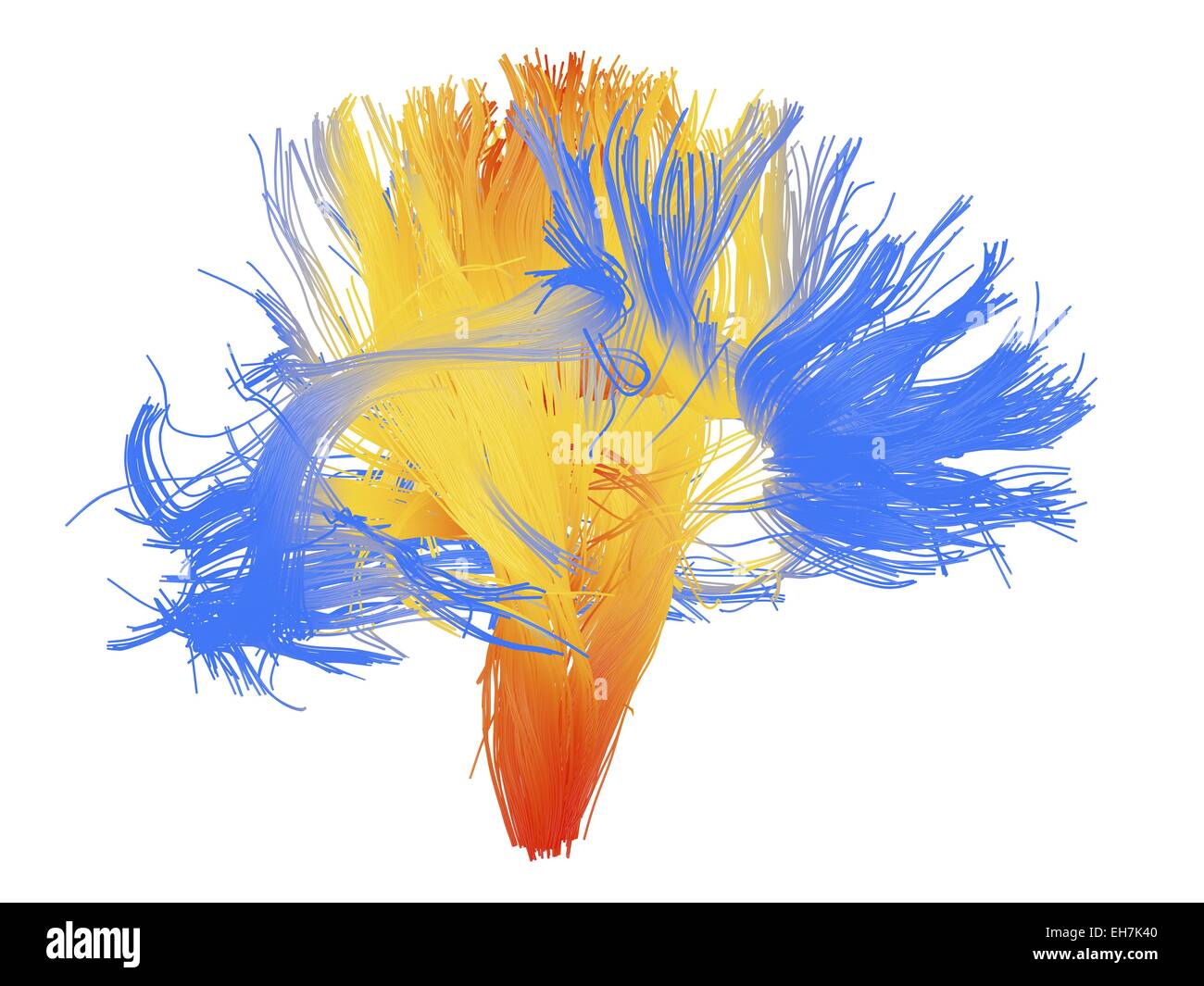 White matter fibres of the human brain Stock Photo - Alamy