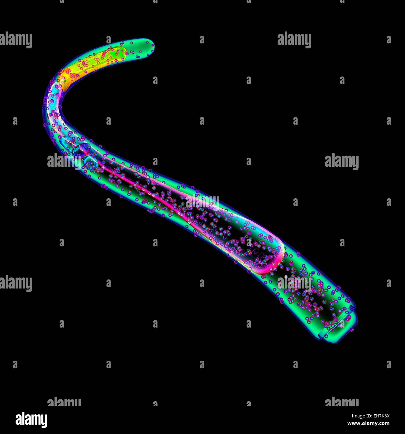 Nematode worm, illustration Stock Photo - Alamy