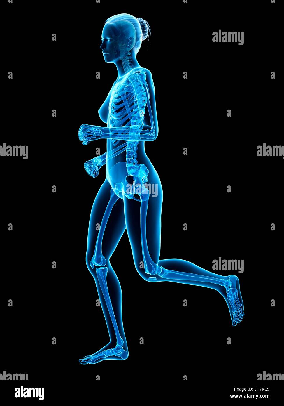 Skeletal system of runner, illustration Stock Photo - Alamy