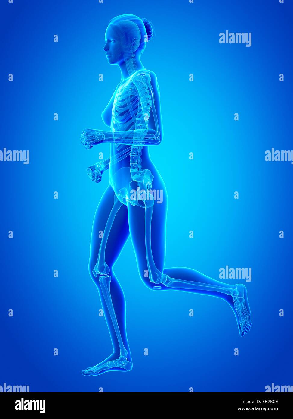 Skeletal system of runner, illustration Stock Photo - Alamy