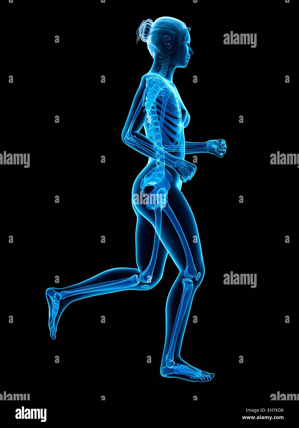 Skeletal system of runner, illustration Stock Photo - Alamy